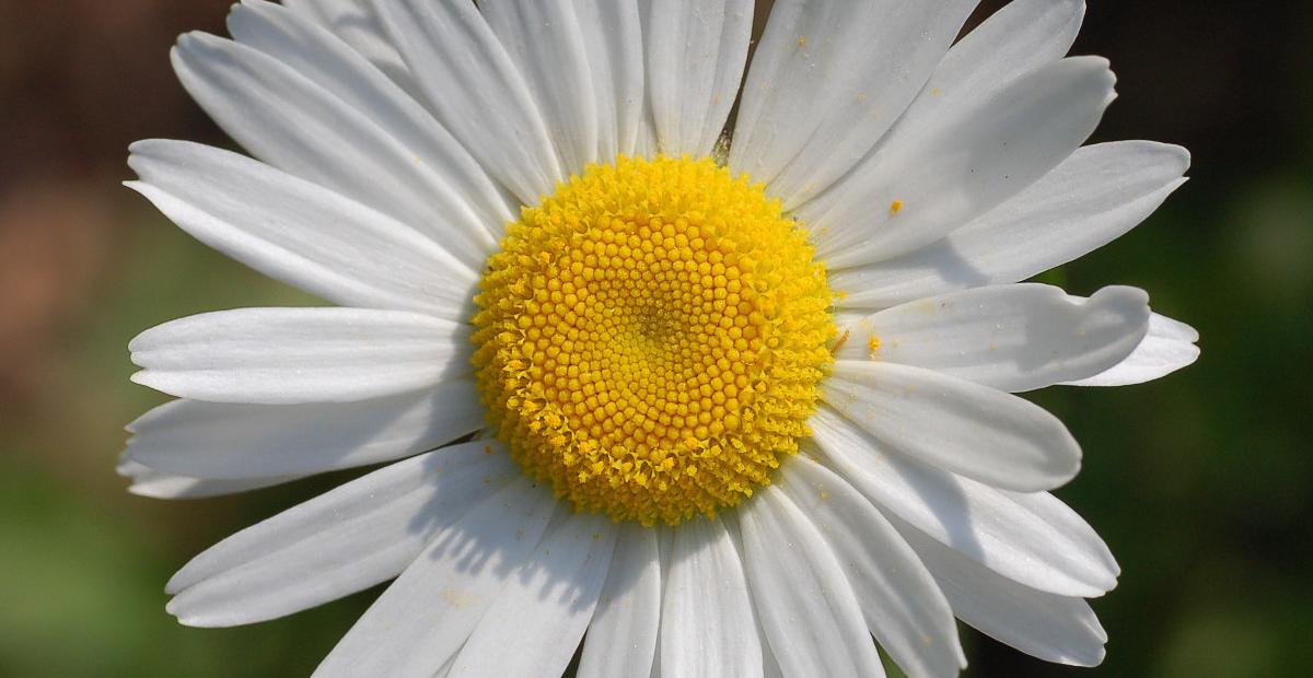 Istenfa és margitvirág a zárdarom kertjében